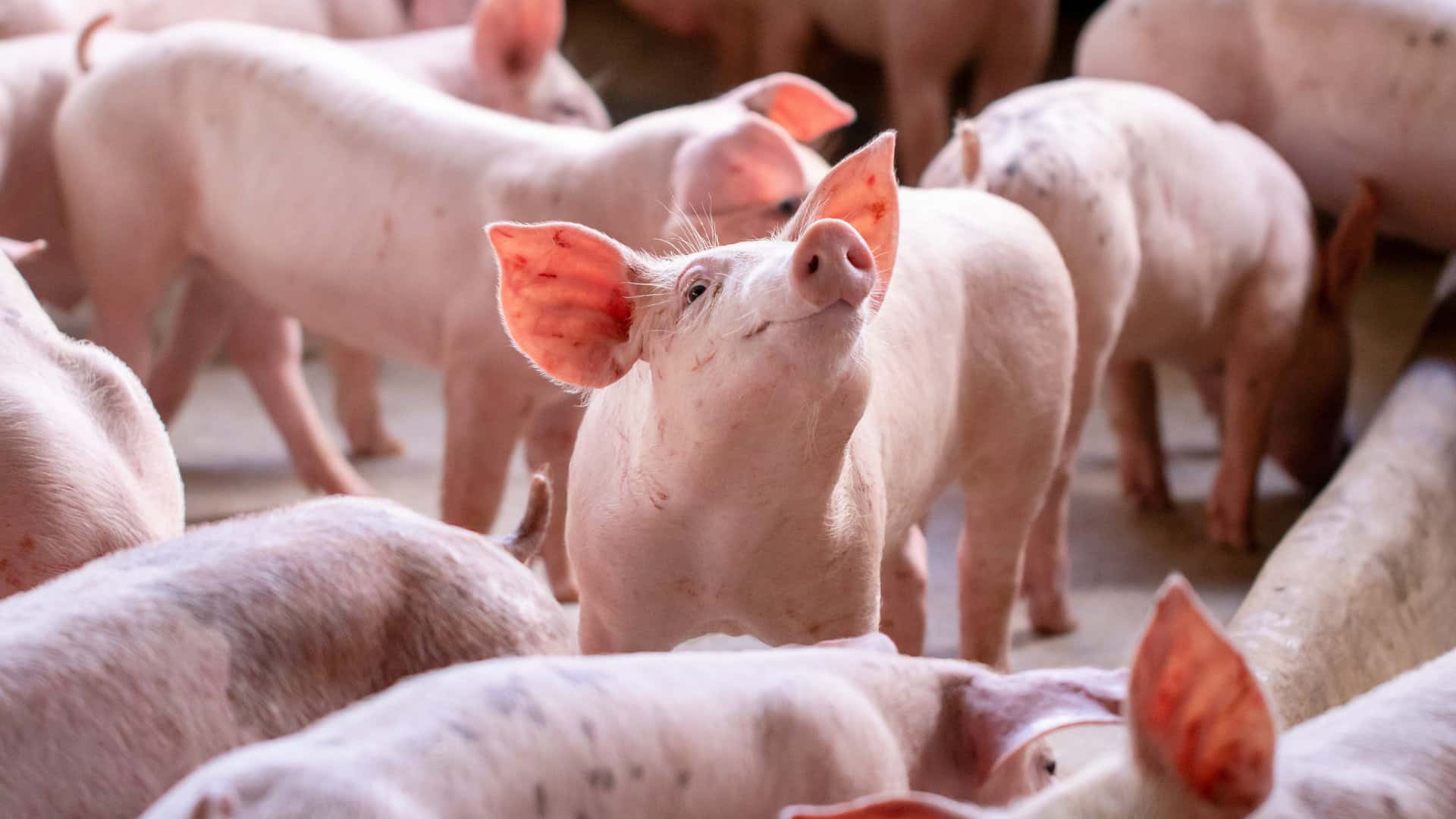 Effectiveness of EndoQuell Powder in Weaning Piglet Diets - Brinicombe