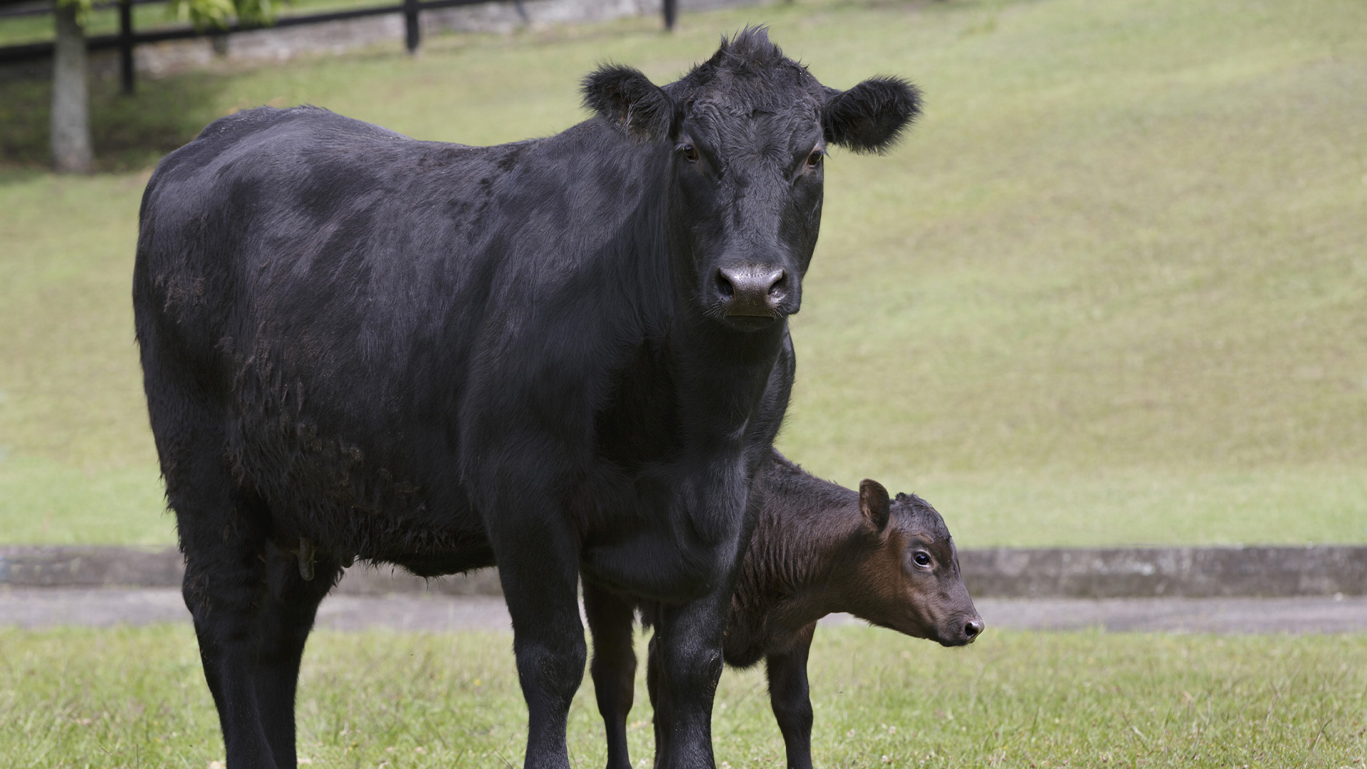 The Management of Summer & Autumn Calving Dry Cows - Brinicombe