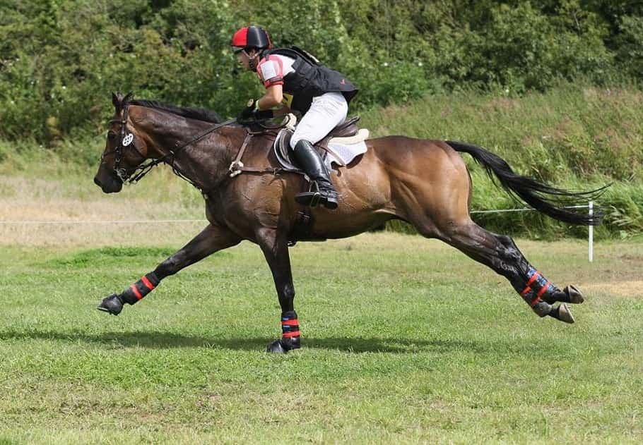 Fitness Plan for Horses by Rupert Batting - Brinicombe