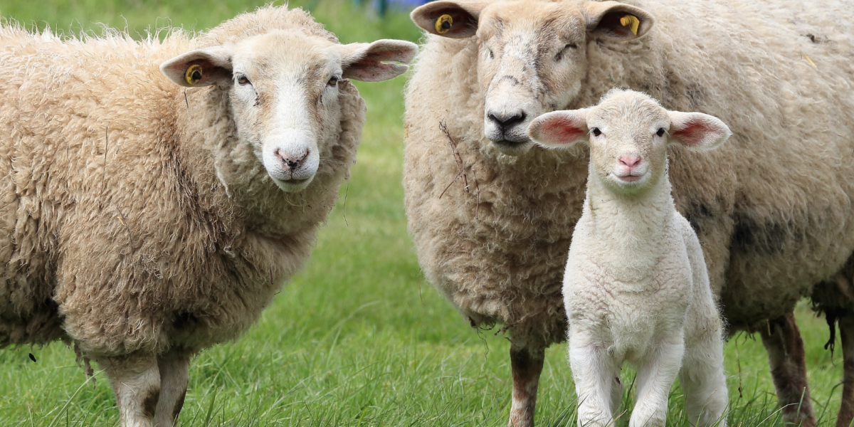 How to prepare ewes for tupping - Brinicombe