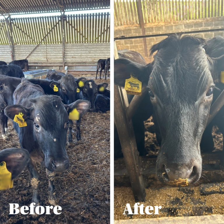 Cattle Conditioning Improves Coat Quality - Brinicombe