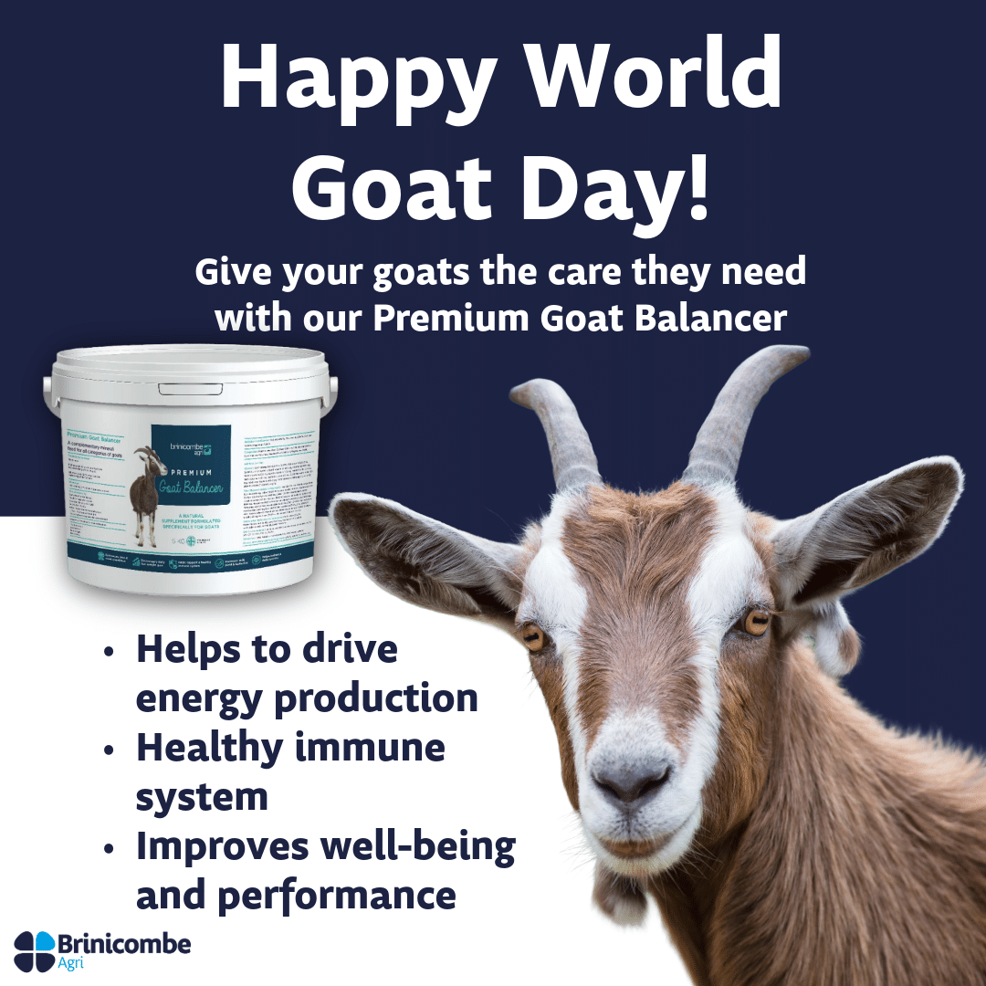 Happy World Goat Day! - Brinicombe